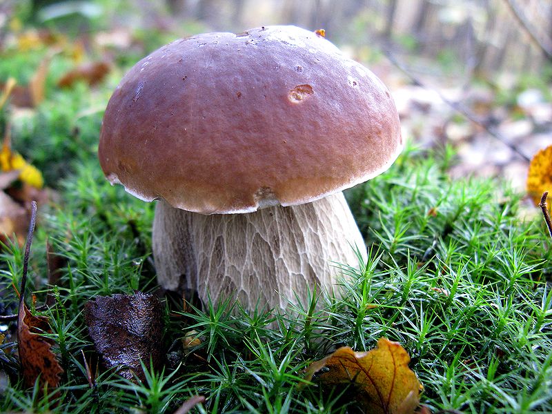 les Cêpes | les pieds sous la table