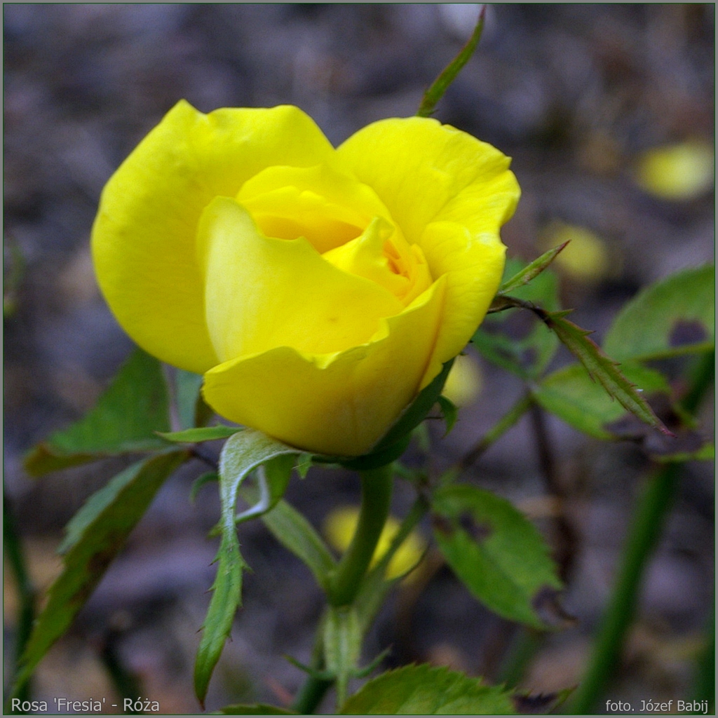 Plant Gallery - Encyklopedia Roślin: Rosa 'Fresia' - Róża 'Fresia'