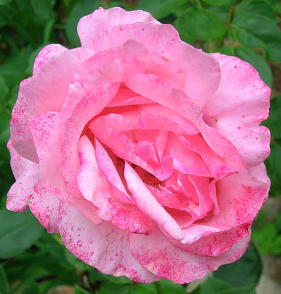 Janet Grace Barratt: January 2019