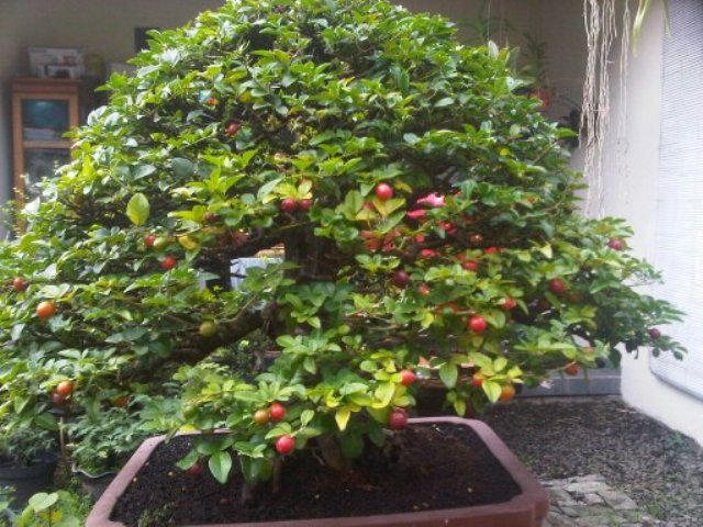 KEUNTUNGAN MENANAM JERUK KINGKIT | Tips Petani