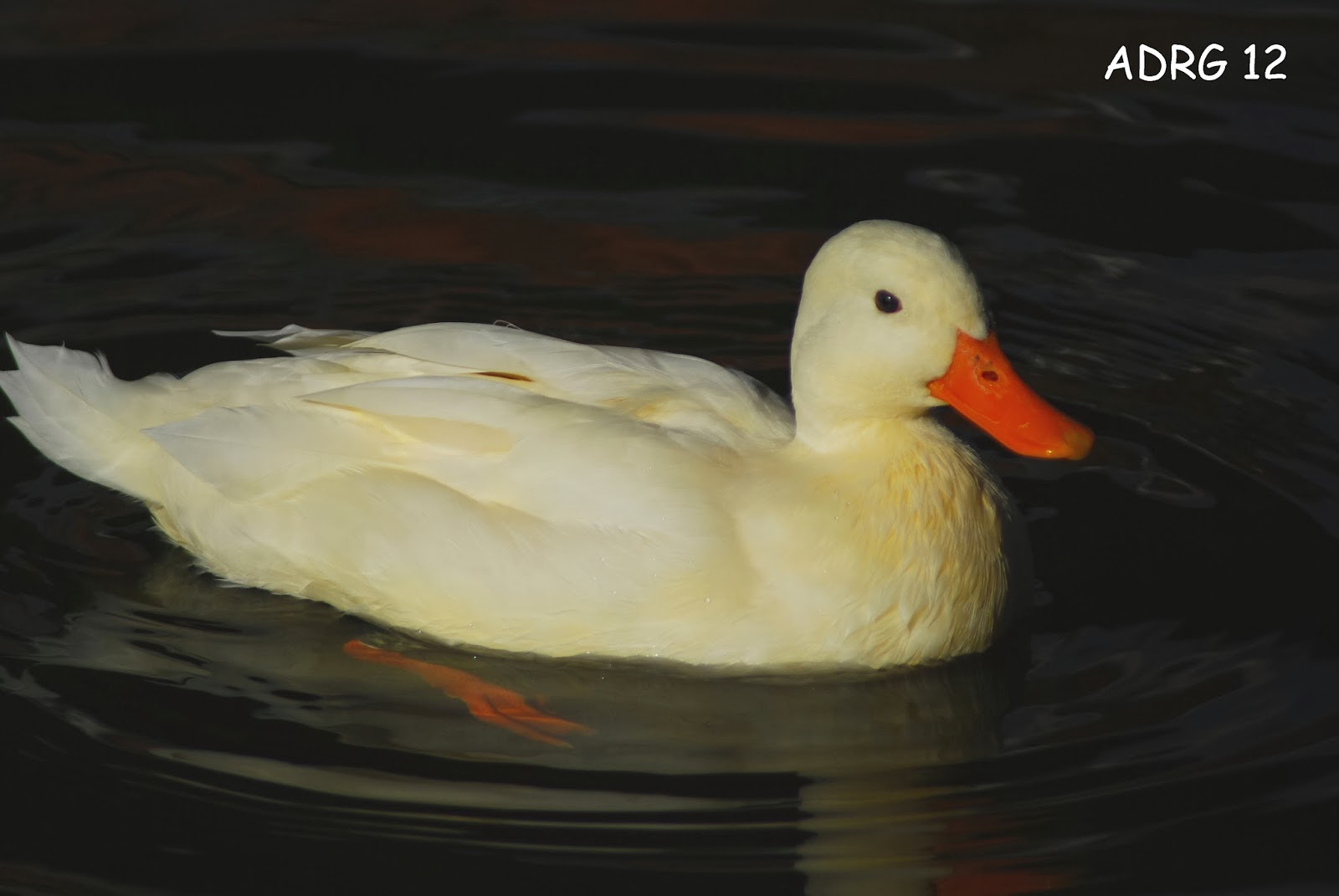 UN AMBIENTALISTA: Un pato "raro"