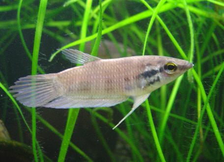 Brown Betta - Betta fusca ~ Nice Betta