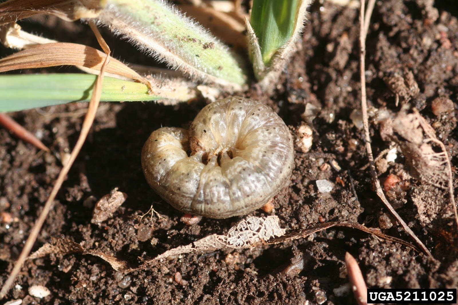 Prairie Pest Monitoring Network Blog: Insect of the Week (May 16, 2017 ...