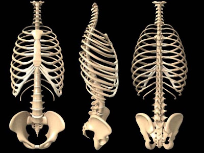 El Cuerpo Humano: costillas