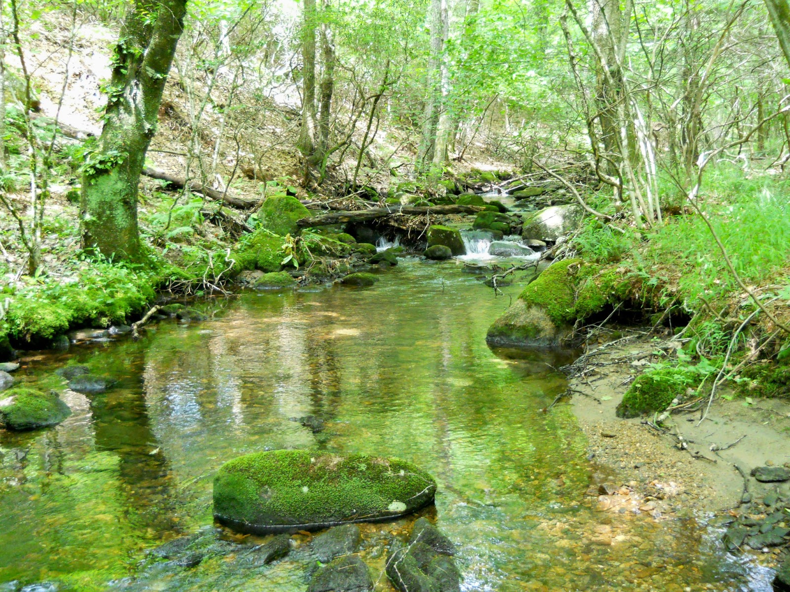 Small Stream Reflections: Recovery of a Small Stream