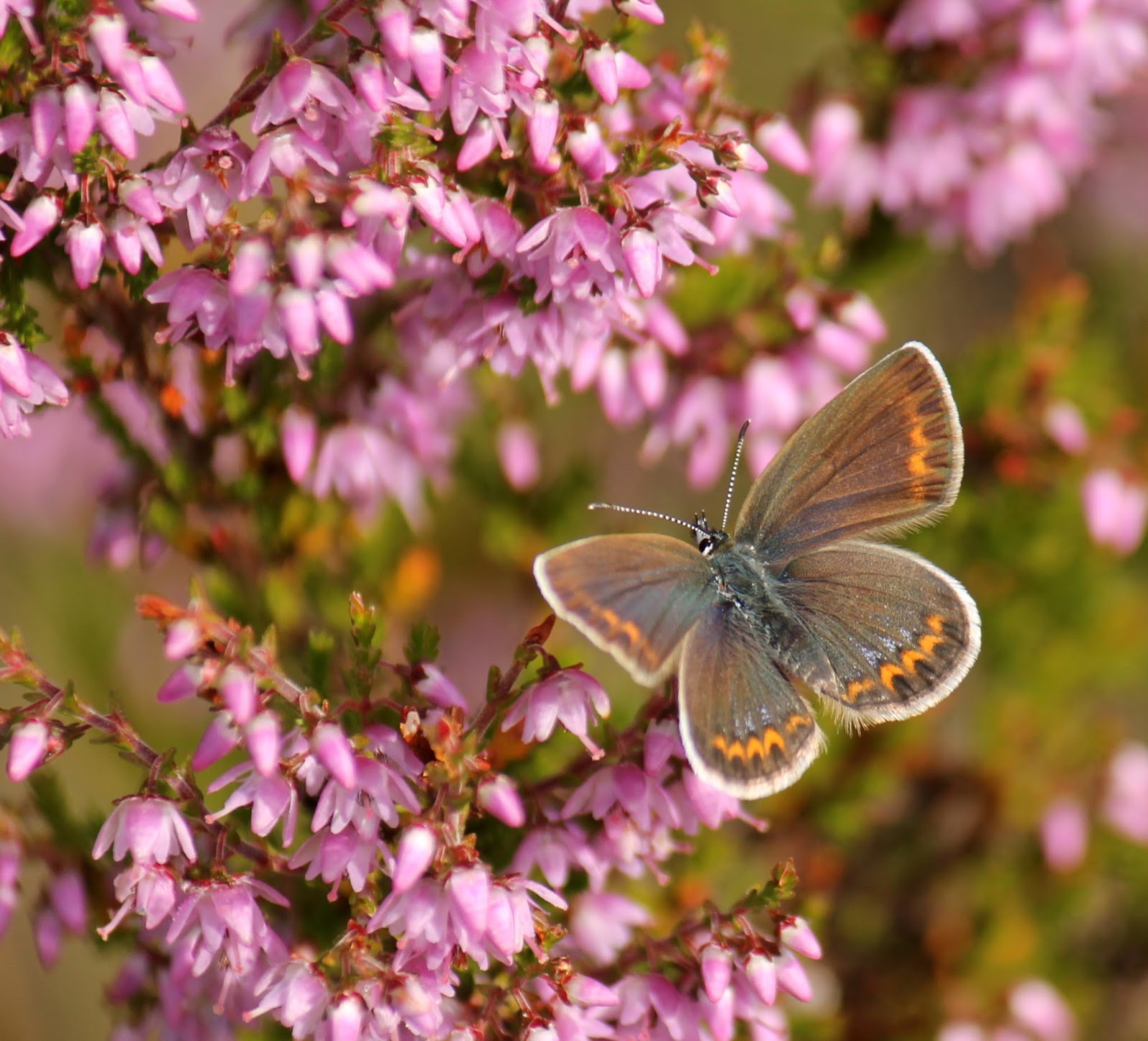 Linnea borealis: Sinisiä perhosia