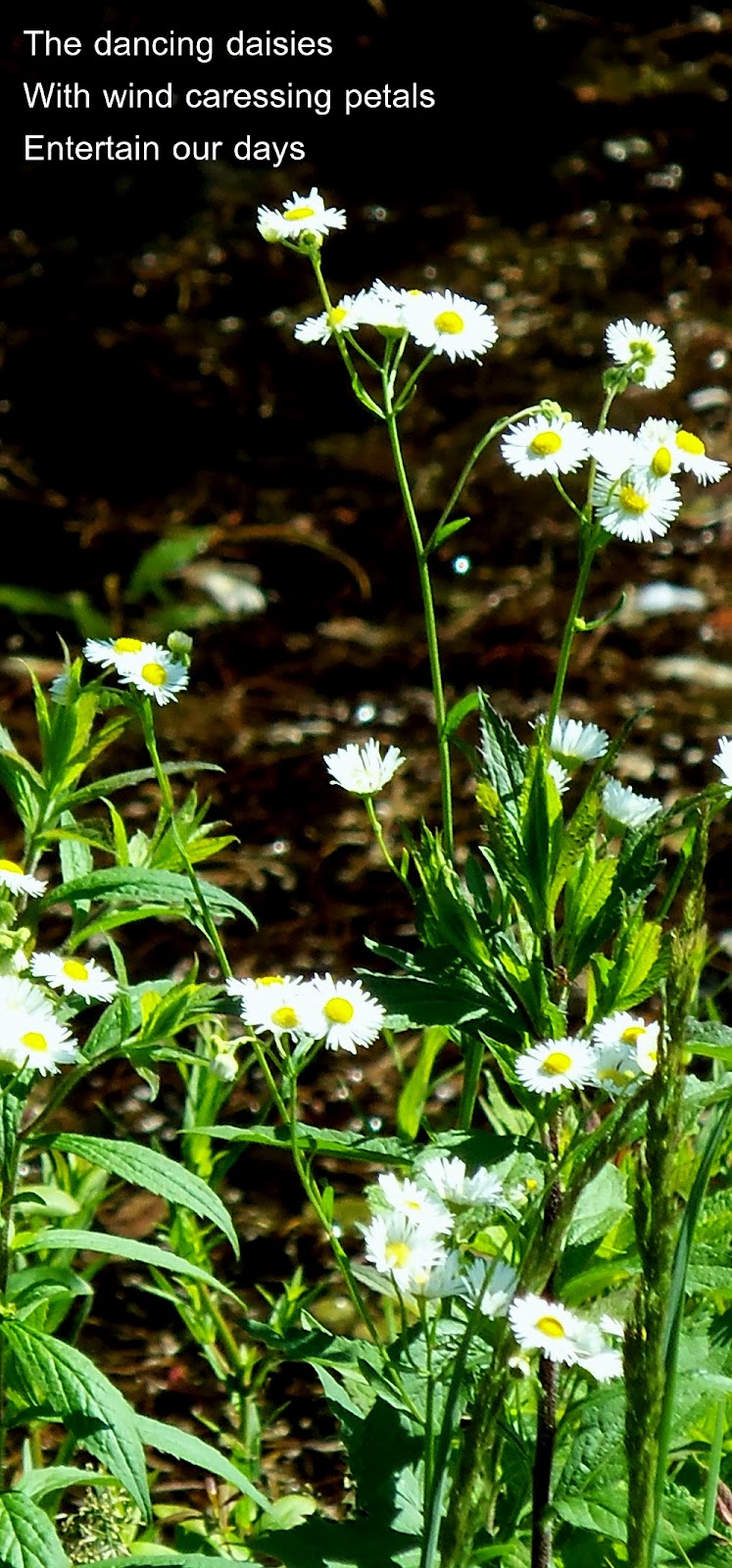 Haiku Creations: Dancing Daisies