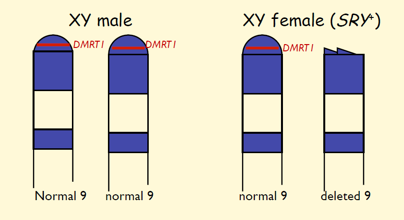 What makes us male/female?: The Testis Determining Factor