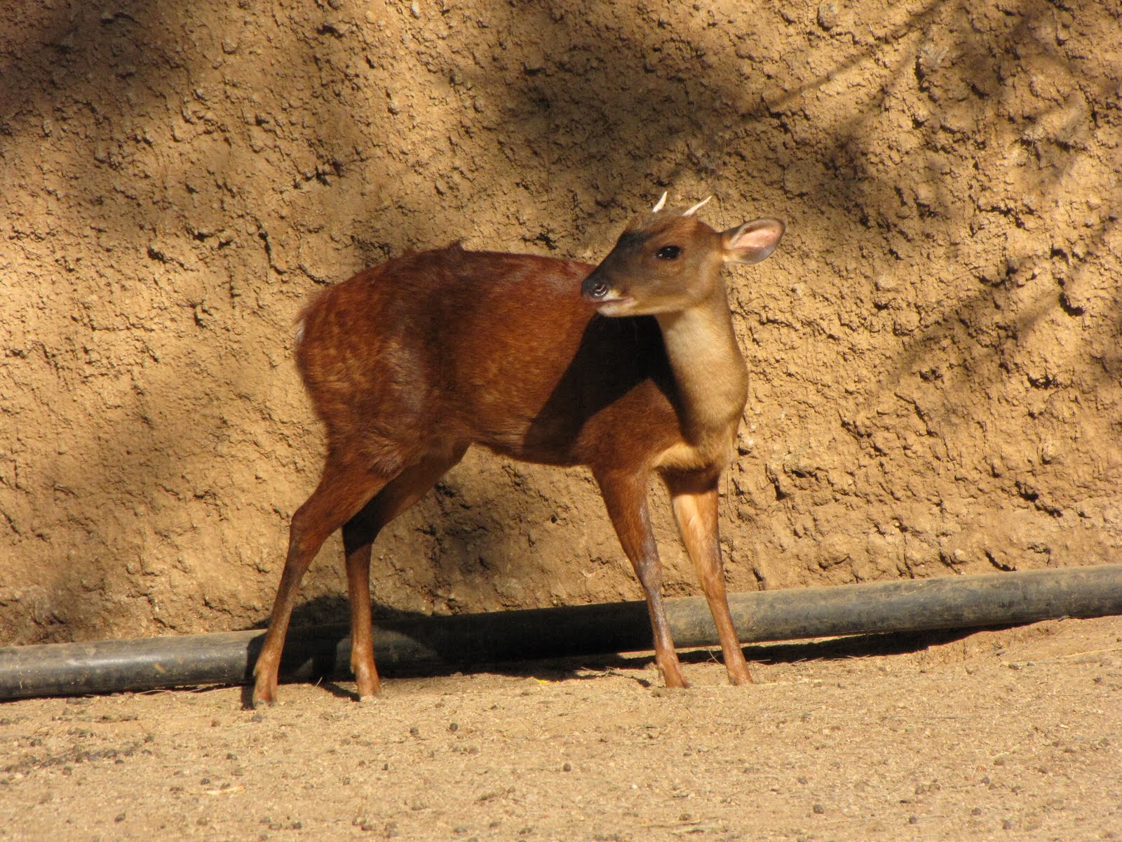 Ungulados de la RBTC