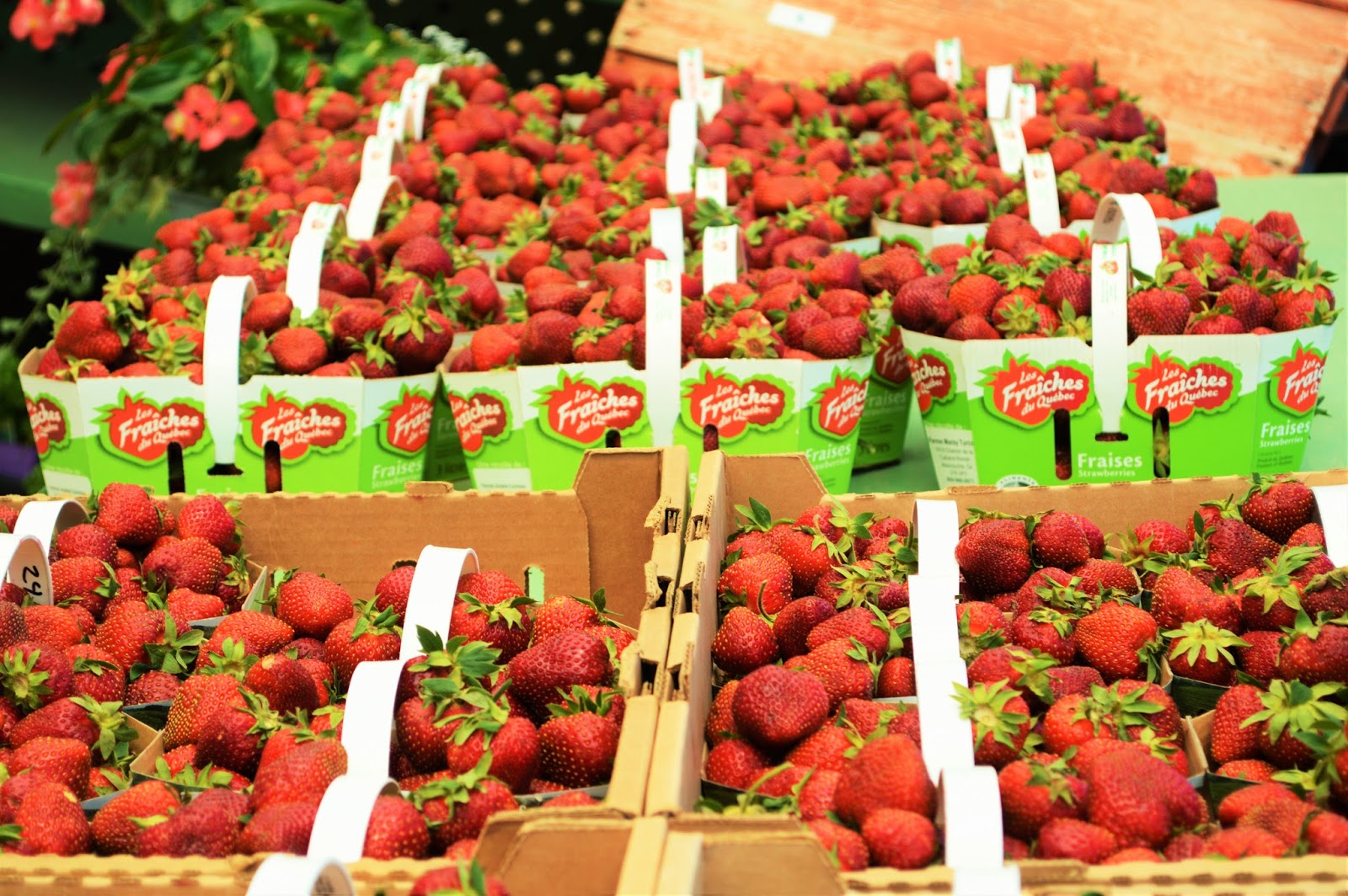 Autocueillette des fraises du Québec