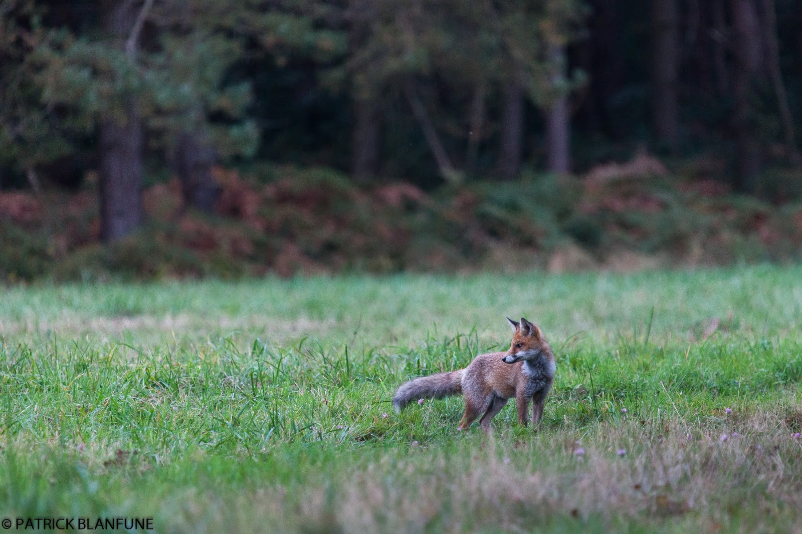AU RYTHME DES SAISONS-----------------: Goupil en visite