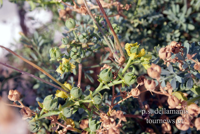 Καλλιεργώ - Εκτρέφω στην Σαντορίνη: Ο απήγανος ή απίανος κατά την ...