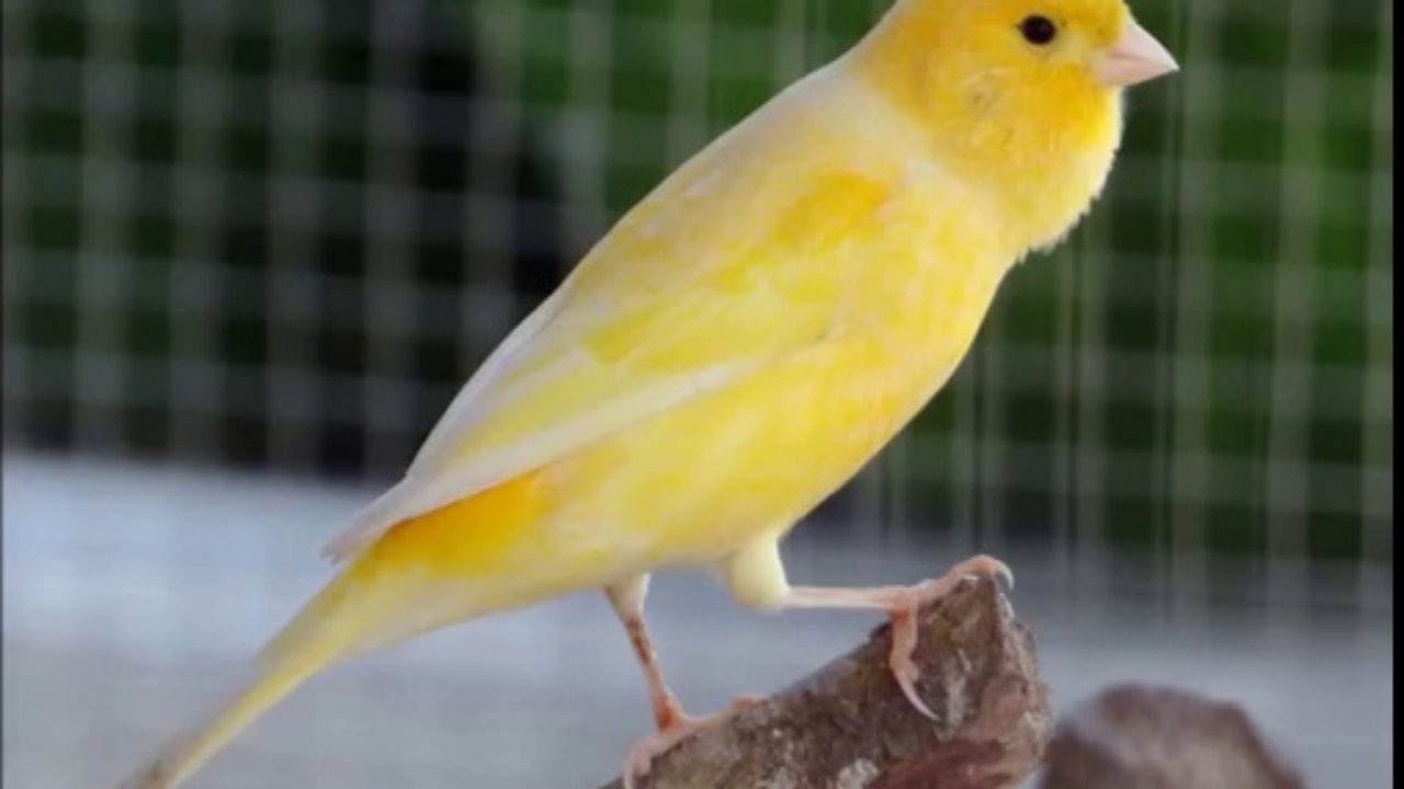 CRIAÇÃO DE ANIMAIS: Criação do Canário do Reino (SERINUS CANARIUS)