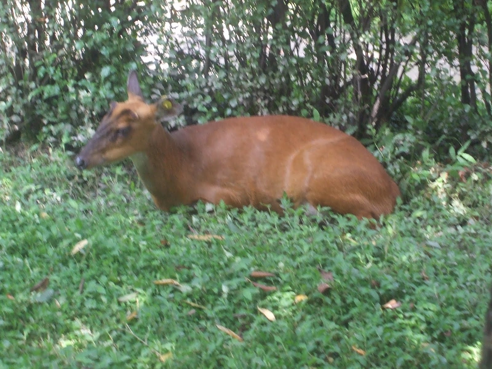 Unplugged In Nepal: Pictures and Videos from Nepal Central Zoo: Part 1