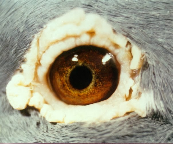 nieripigeons-Holanda racing pigeons: Martha Van Geel SIEMPRE VIGENTE.