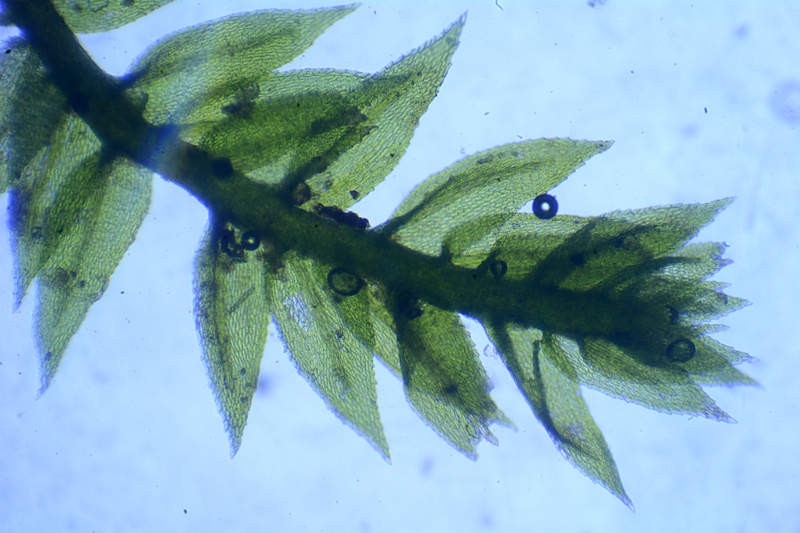 South-West Wildlife: 2016