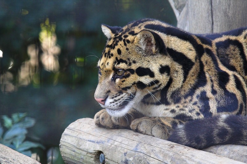 CLOUDED LEOPARD photos - wallpapers | the fun bank