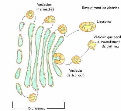 A Biologia da Célula: Complexo Golgiense
