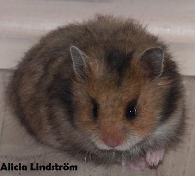Färger | Guldhamster Hörnan