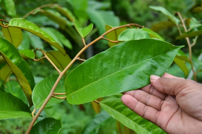 Deskripsi Durian | BIOLOGY SMART