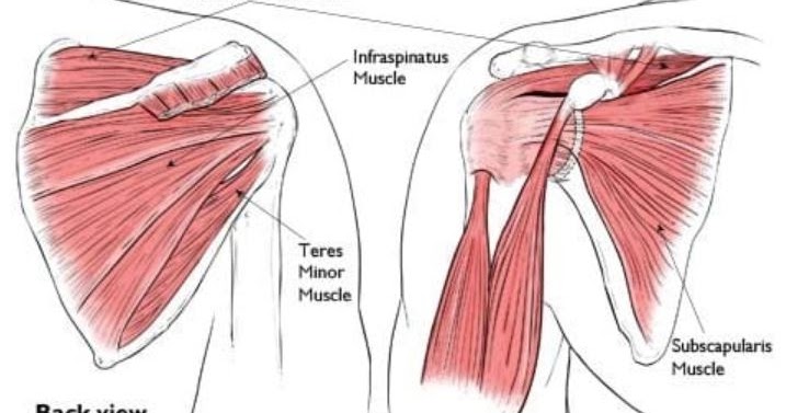 What are Shoulder Rotator cuff muscles? Why they might be the source of ...
