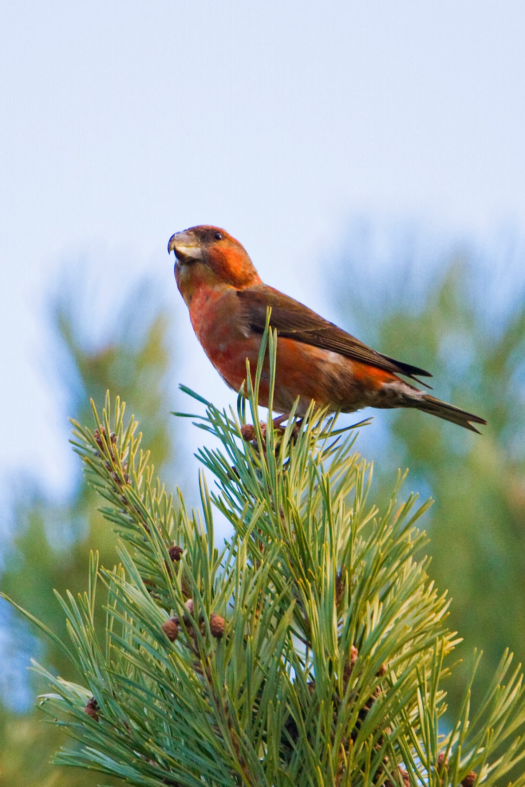 PETER'S PORTFOLIO..............Bird & Wildlife Photography: Parrot ...