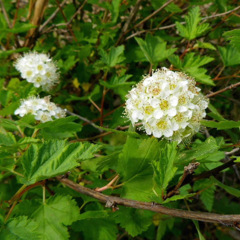 Pictures and Words, a Blog: Ninebark