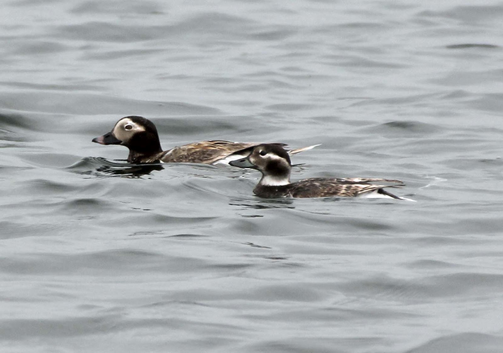 OSLO BIRDER: Long-tailed Ducks