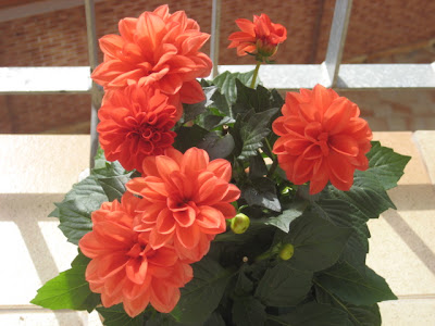 Donde quede alguna flor: DAHLIA SPP. (DALIA, DALIA CACTUS, DALIA POMPÓN)