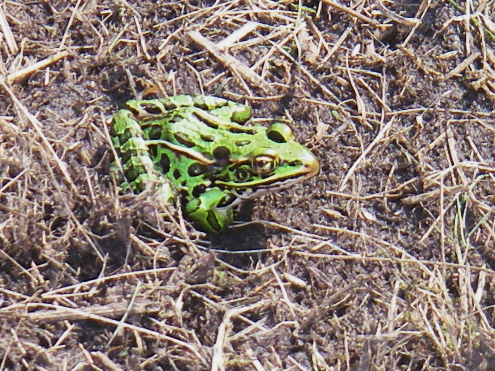 Wildlife Monitor: Frogs Galore at White Memorial!