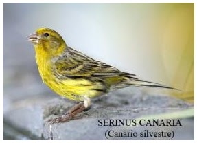 CANARICULTURA DE COLOR CAPITULO 2 - fotos de canarios de color