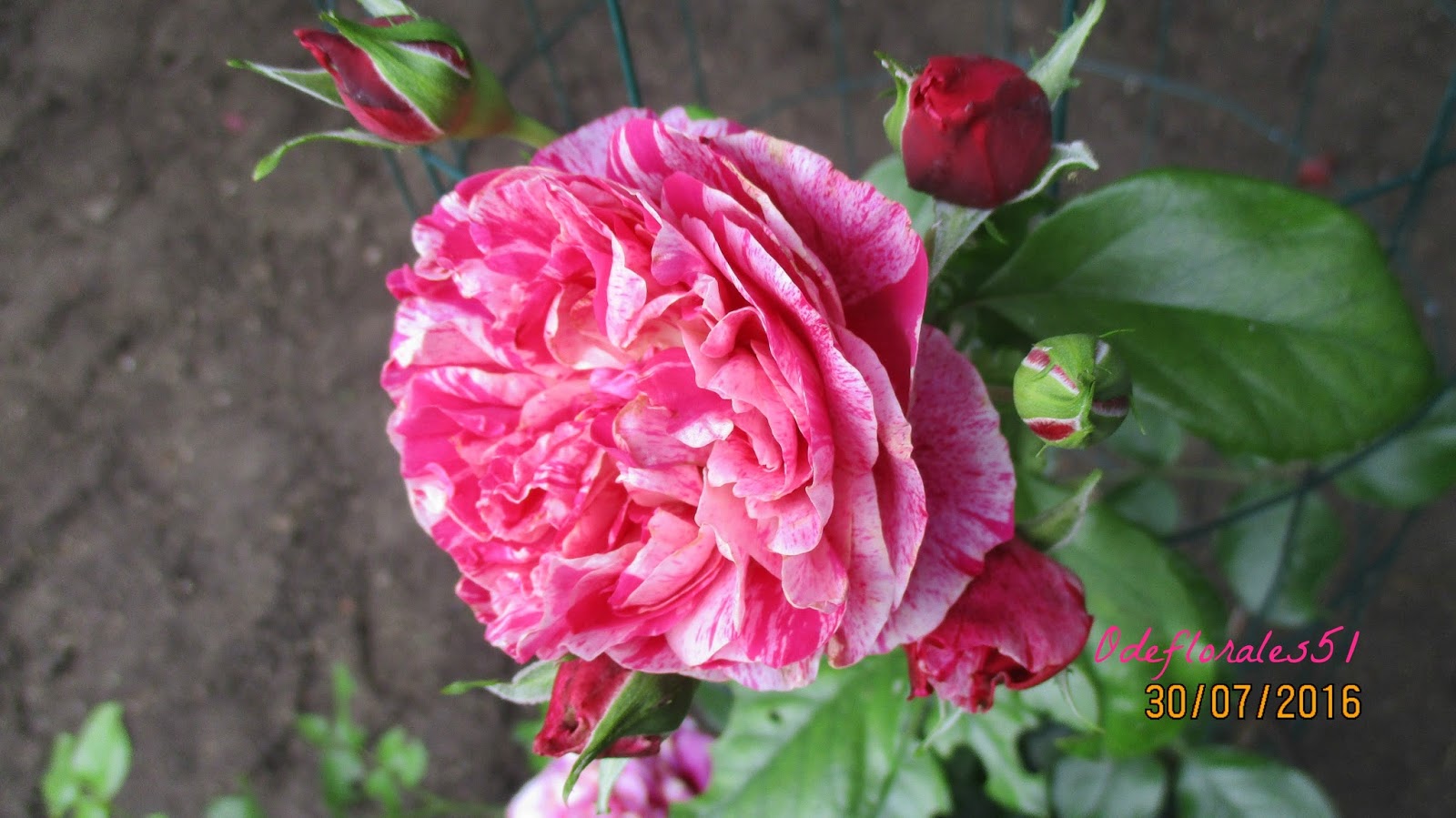 Beautés Florales : Rosier grimpant Ines SASTRE