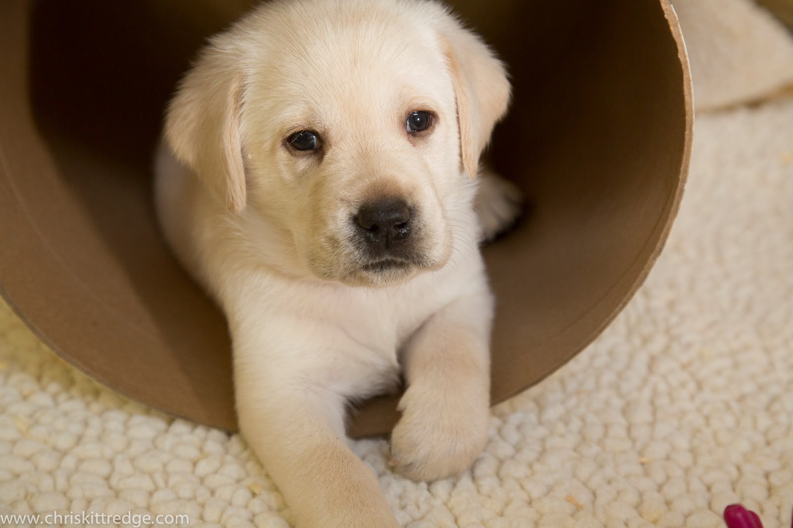 PJ: The Life and Times of a CCI Facility Dog: Meet the P Litter pups!