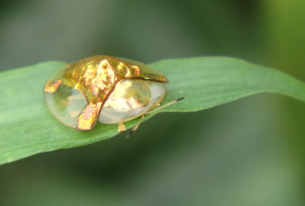 Escarabajo tortuga de oro | Historias increibles
