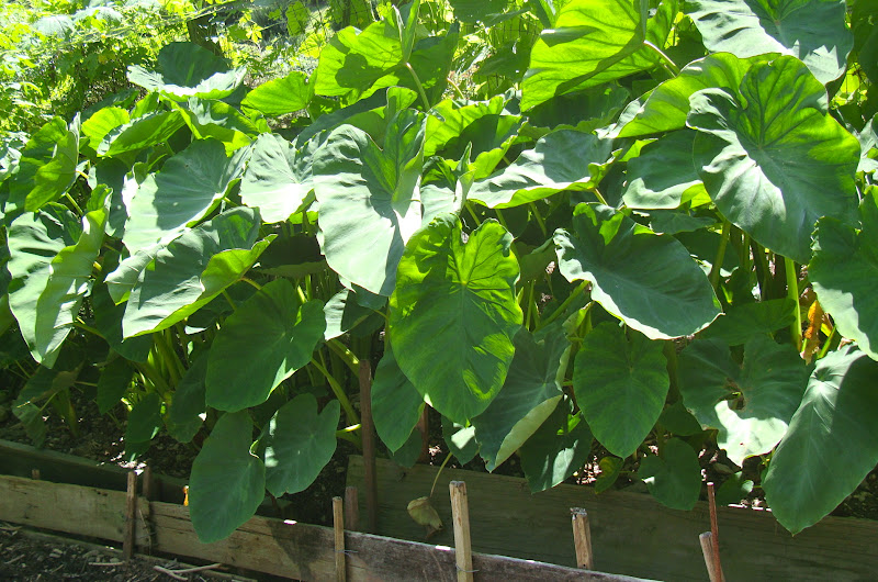 Taste of Nepal: Karkalo-Gaava-Pidhaalu - Taro (कर्कलो-गाभा-पिँडालु)