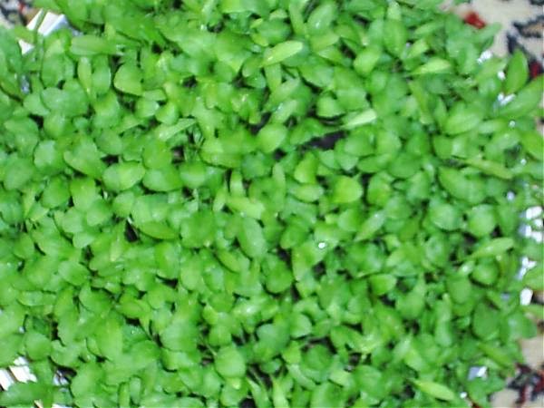 Balkon Bahçeciliği: Saksıda Tere