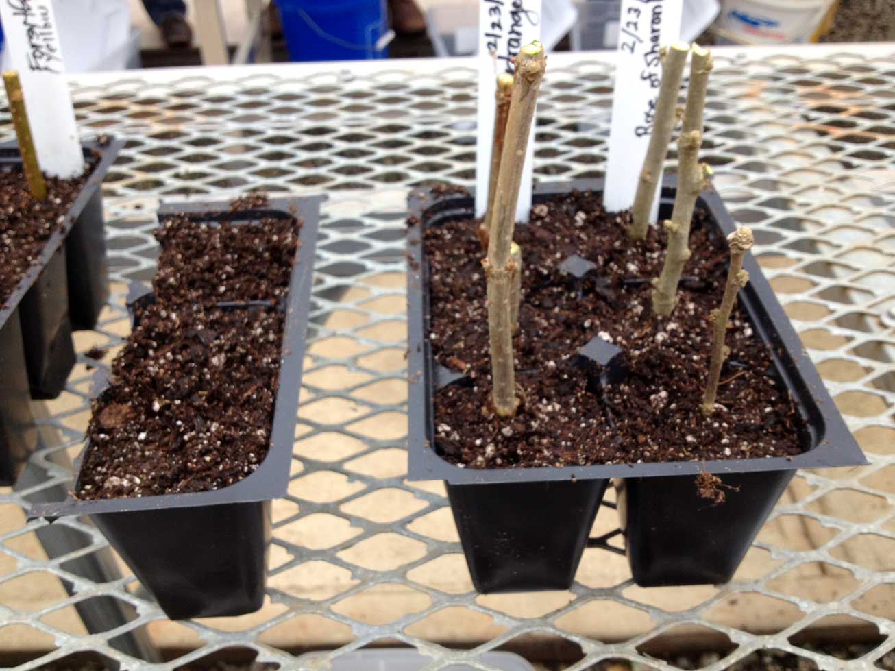 Everyday Finesse: Propagating (rooting) plants