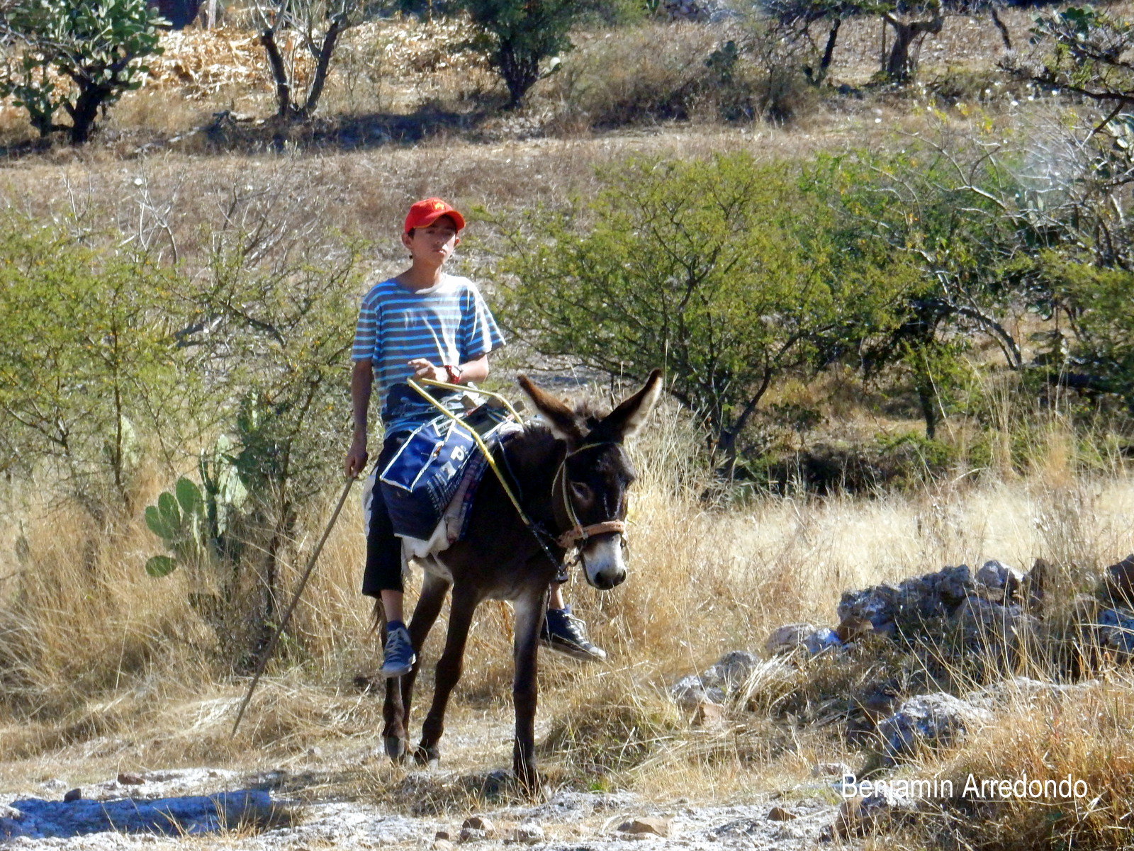 El Bable: De asnos, burros y jumentos, su llegada a México