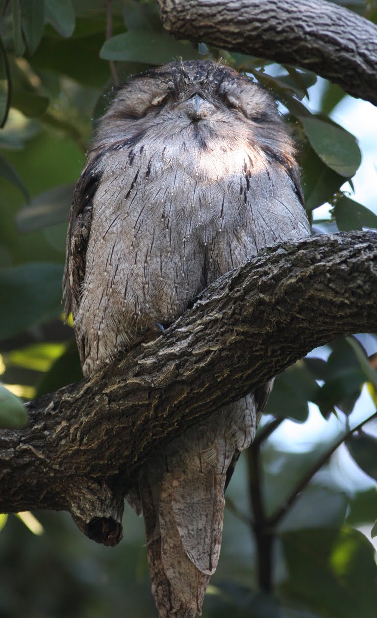 Mark James Pearson: Powerful Owl & Tawny Frogmouths, Sydney
