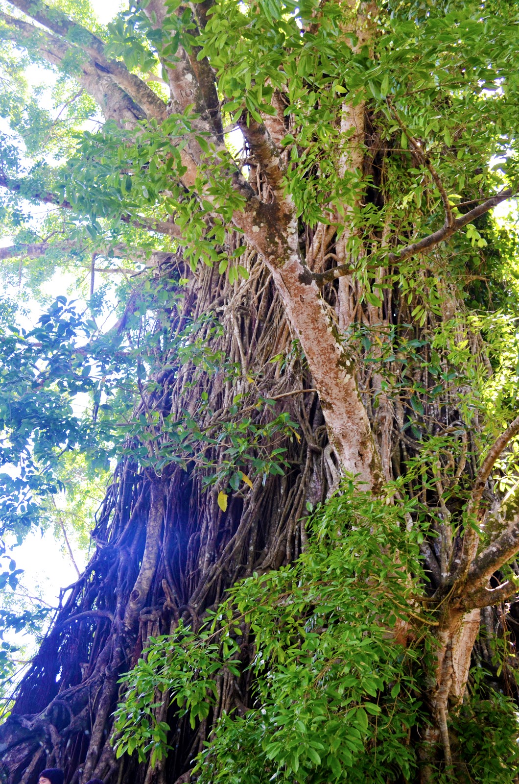 H E L L O ♥ K I M M Y : Millennium Tree - Old Balete Tree Of Aurora
