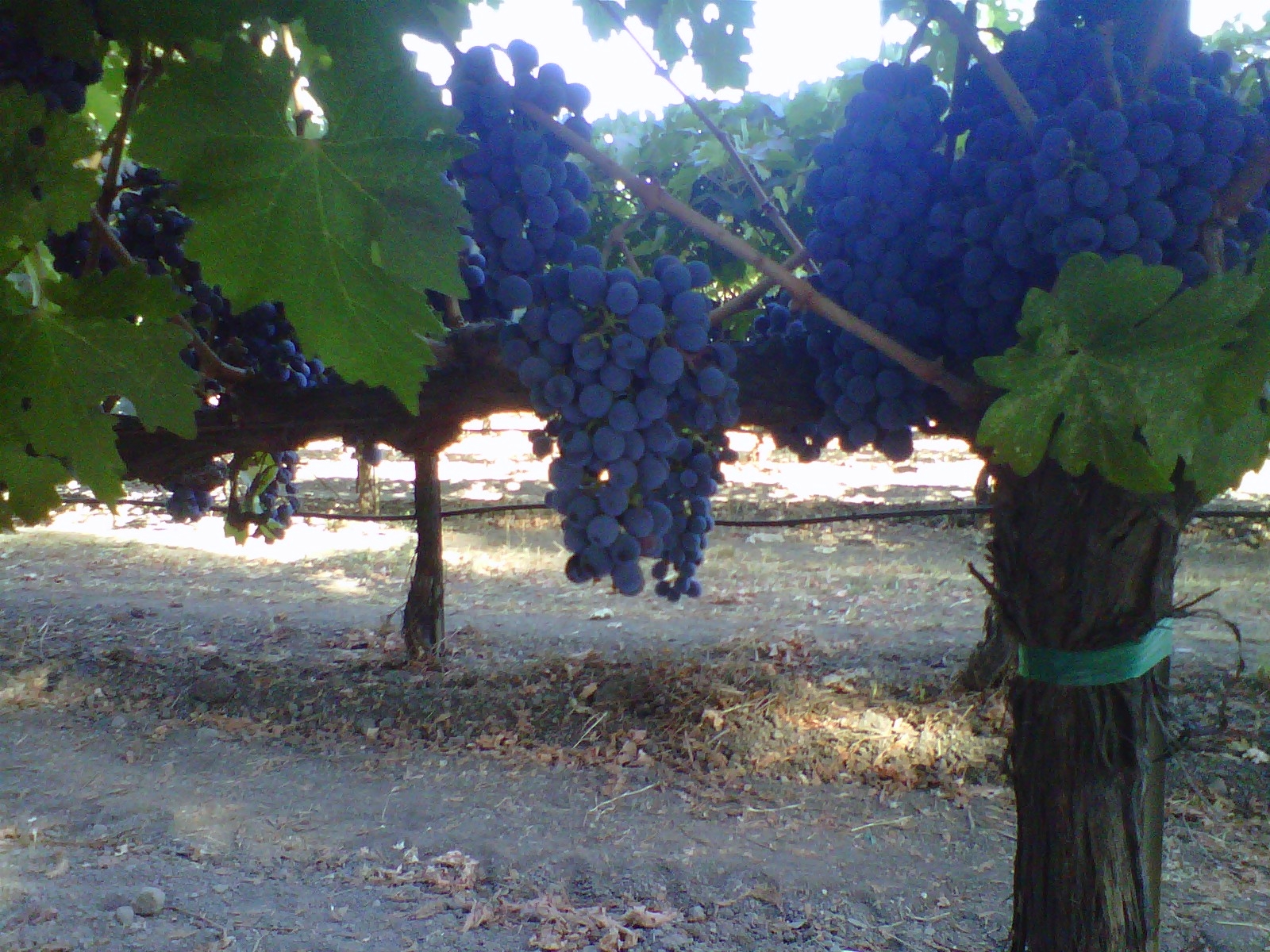 Understanding Wines: Cabernet Sauvignon