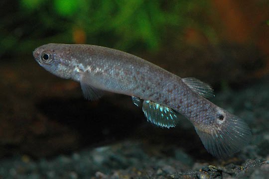 The Beauty of Underwater: Mangrove rivulus, Ikan yang Dapat Bertahan 2 ...