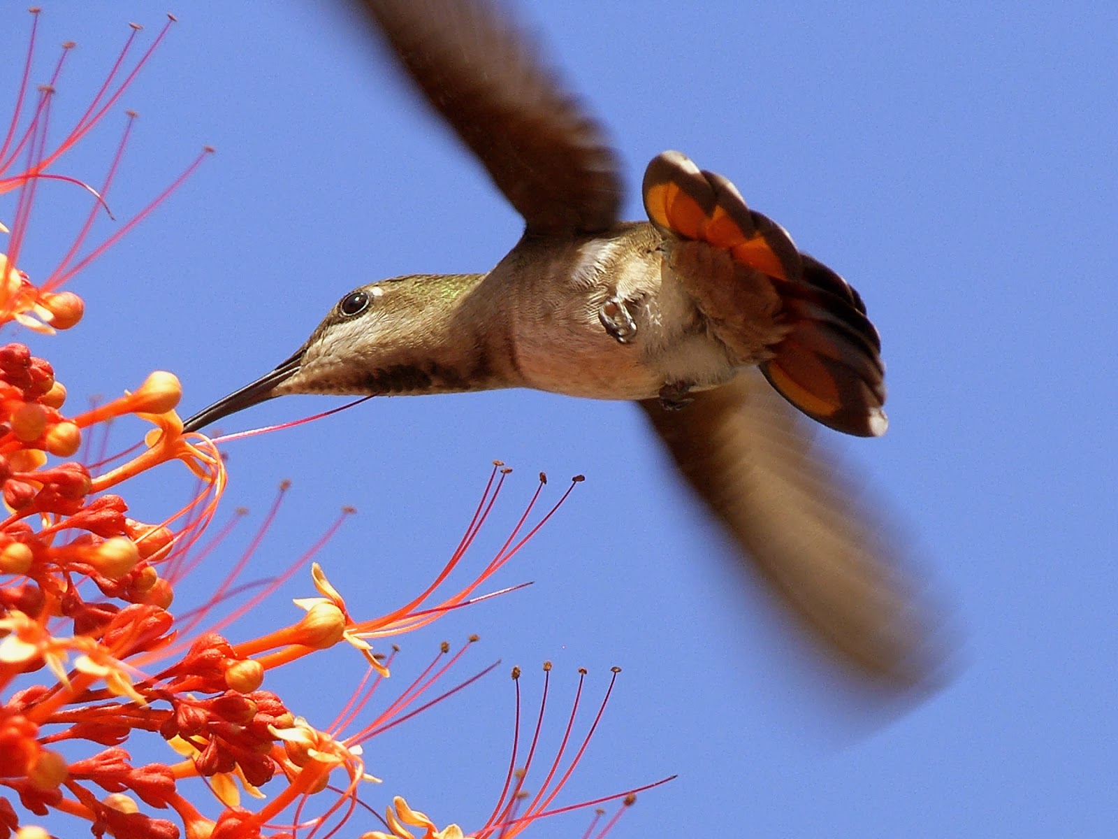 Birds Of Tobago: November 2013