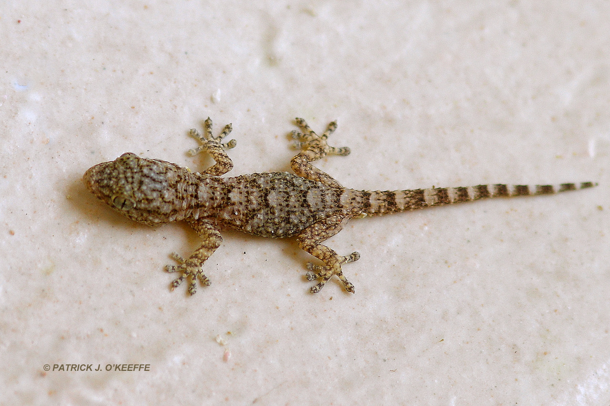 Raw Birds: Reptiles of Europe