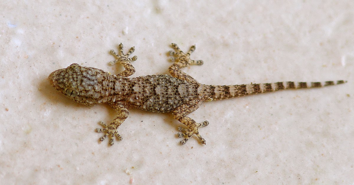 Raw Birds: COMMON WALL GECKO (Tarentola mauritanica) Pollença, Mallorca ...