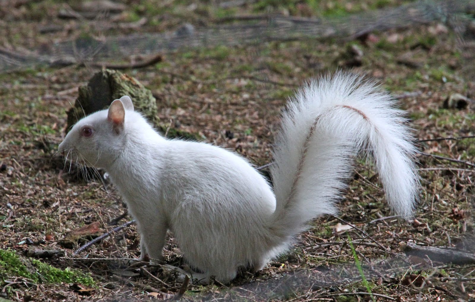 White Squirrel Of The Home