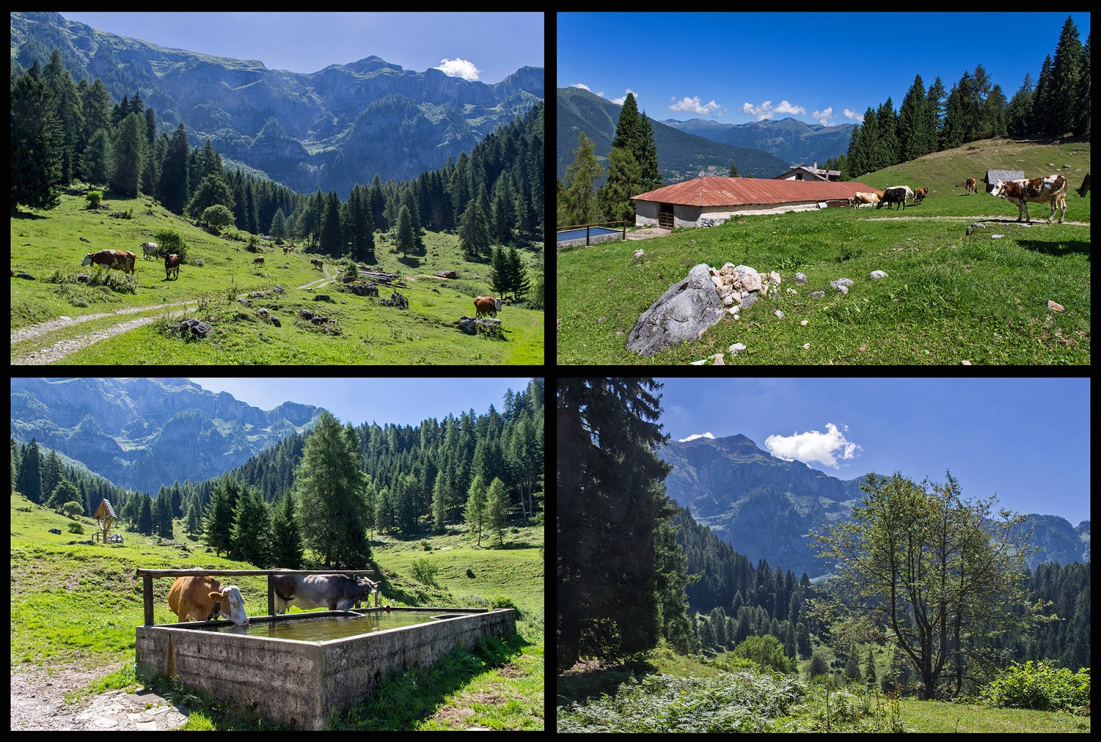 4 passi in Val di Sole: Ai piedi del Sasso Rosso: malghe Sadron e Selva ...