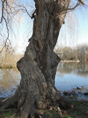 planet alt: mt. hope pond