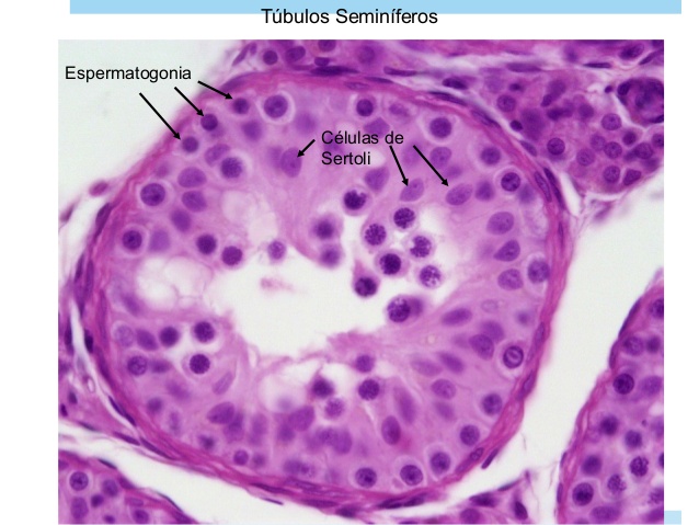 LAS CÉLULAS DE SERTOLI TIENE POR FUNCIÓN: ~ CULTURA CIENCIA & SABER