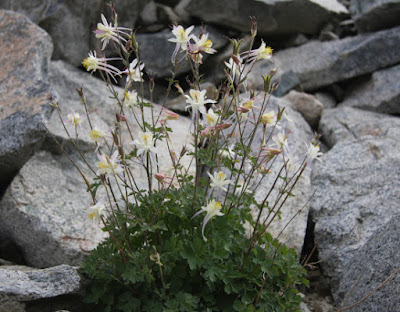 Nadezda's Garden and Home : Alpine Plants